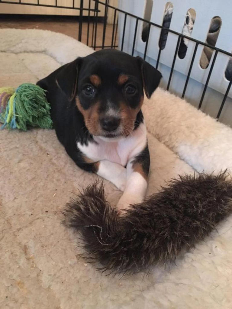 Dogs don't always seek comfort the same way – 11 patterns owners often miss