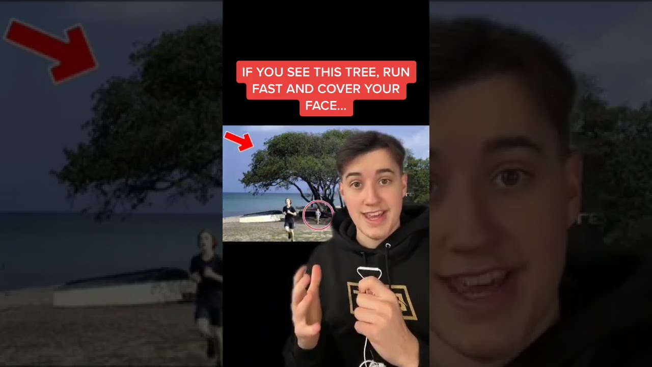 Why experts recommend running and covering your face near certain trees