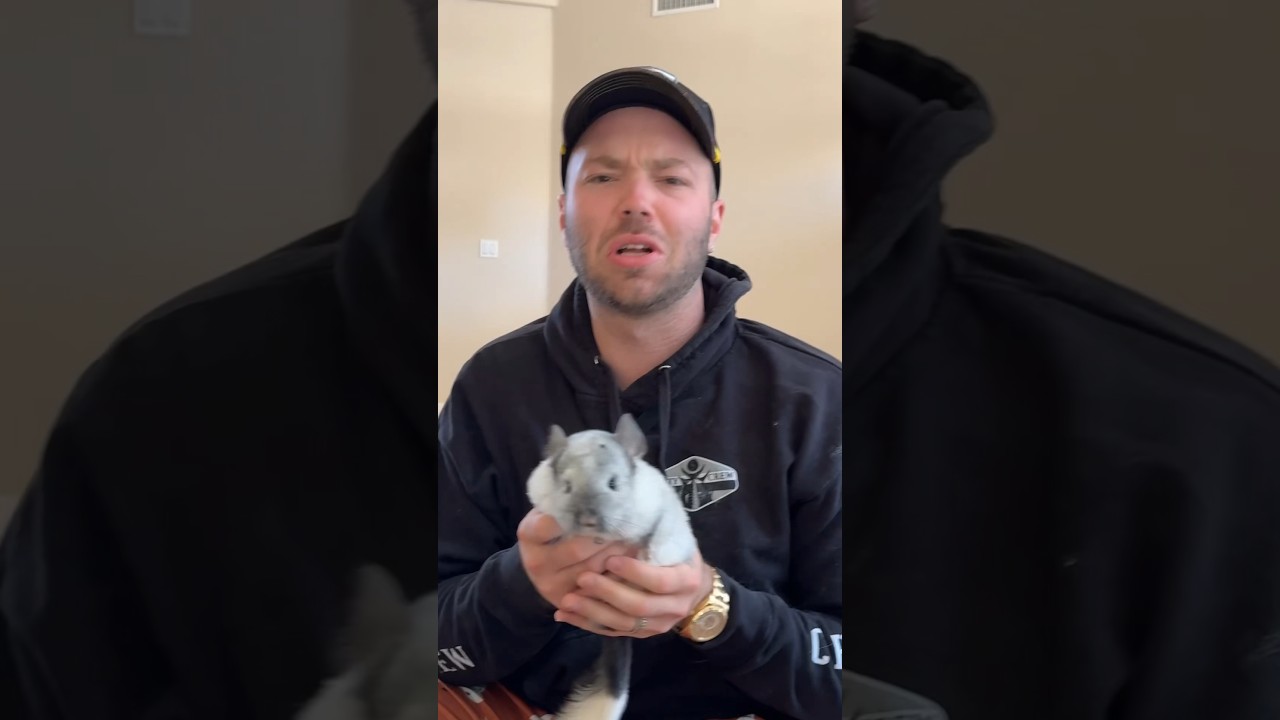 Watch a silly viral fail featuring an amazing chinchilla surprise