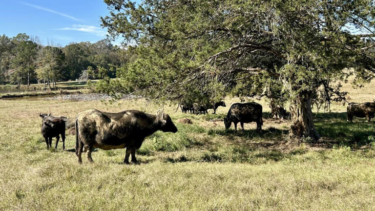Water buffalo farm offers sustainable agriculture north of St. Francisville