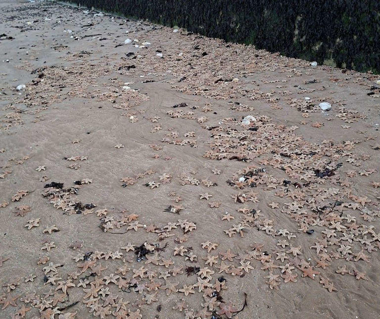 Thousands of dead starfish and mussels wash up on Westbrook Bay and ...