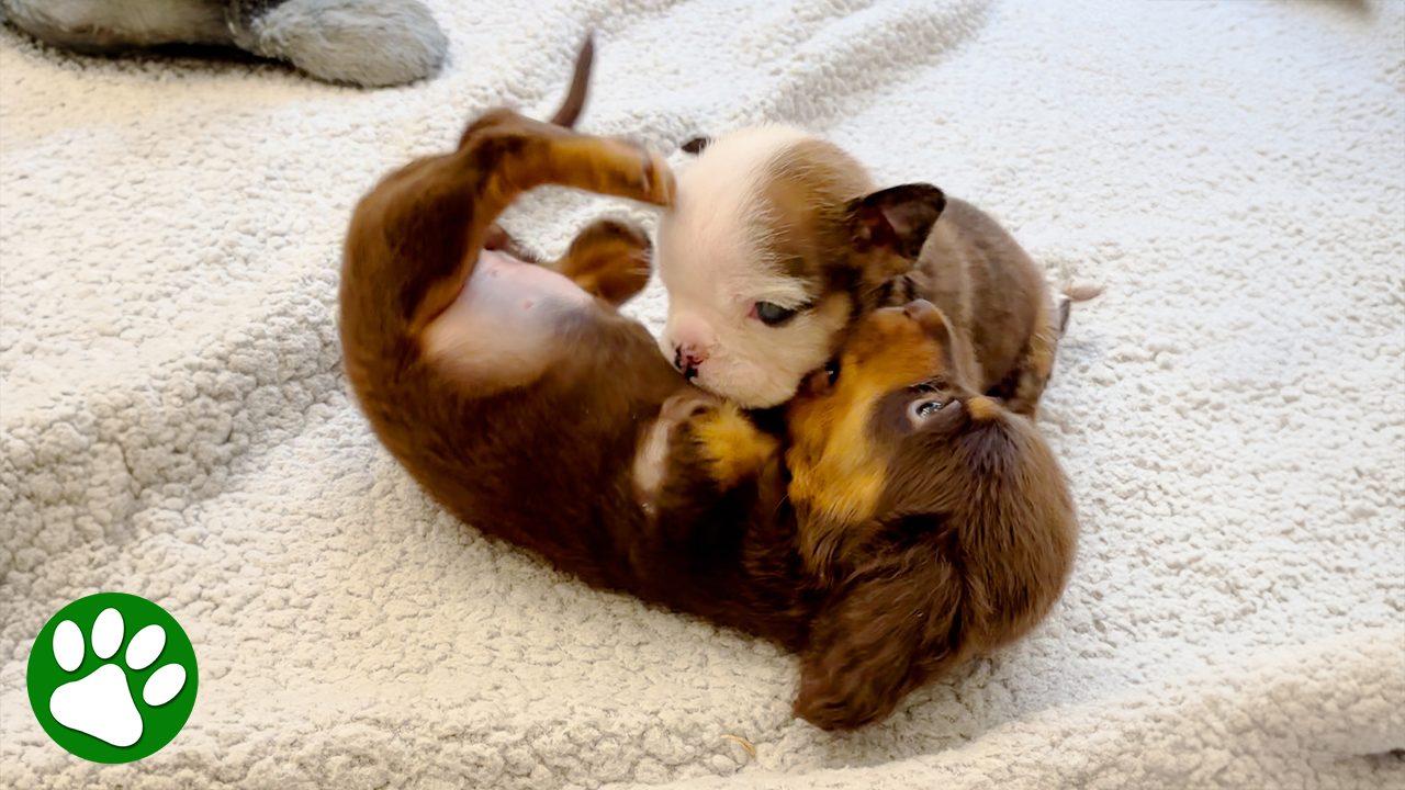 Puppy lost her legs but found a best friend