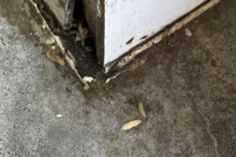 From smelly chicken to dirty spoons, the grim findings inside zero star ...