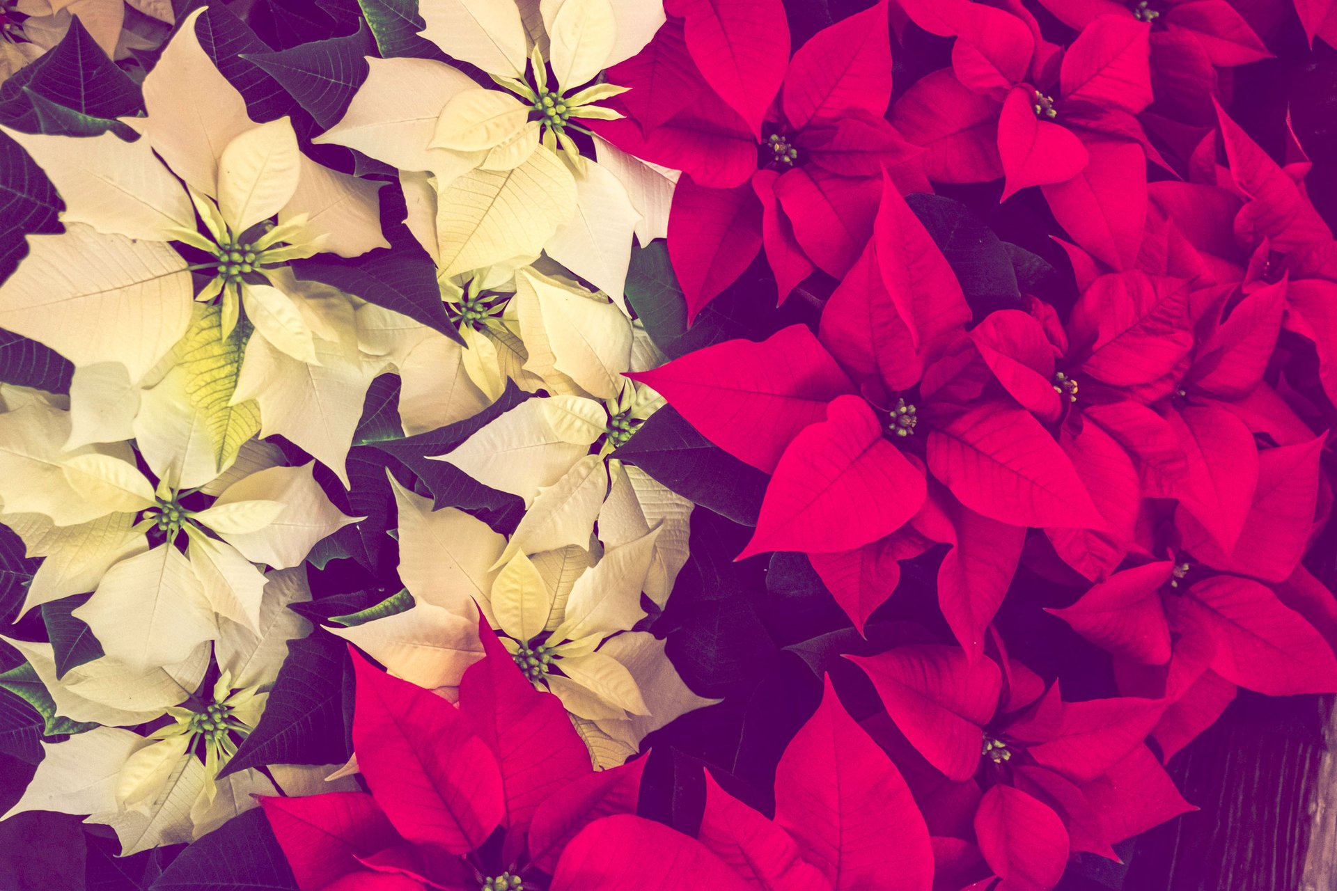 Nicht wegschmeißen: Mit diesem Trick hat dein Weihnachtsstern das ganze ...