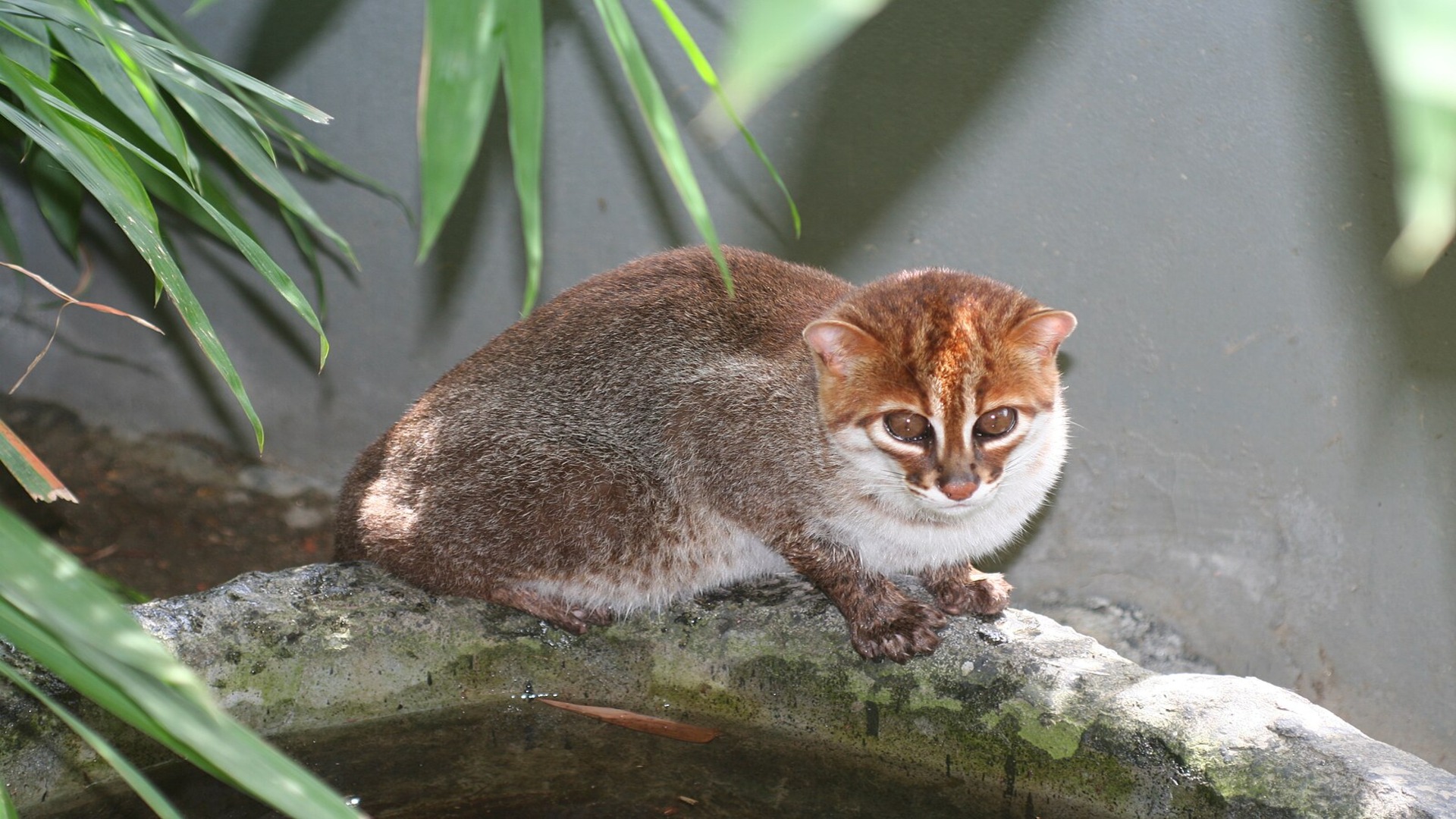 Once thought extinct, rare flat-headed cat reappears in Thailand after ...