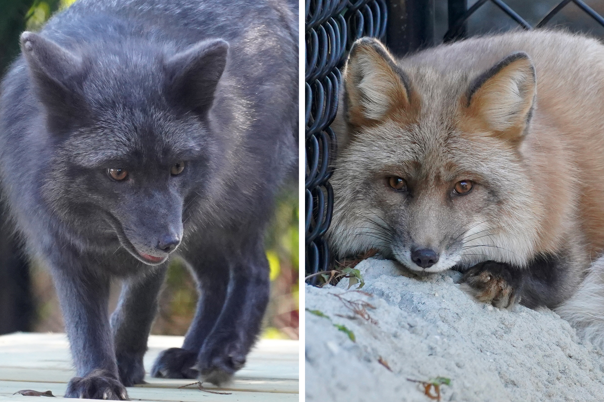 Hundreds of animals were rescued from a fur farm. Meet Sadie and Seth.