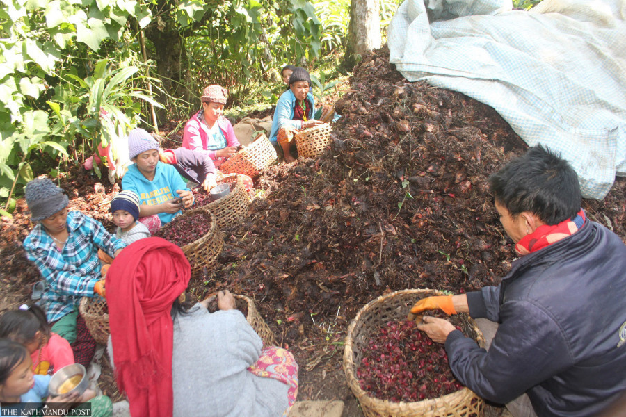Calls mount to diversify Nepal's cardamom export market as shipments soar