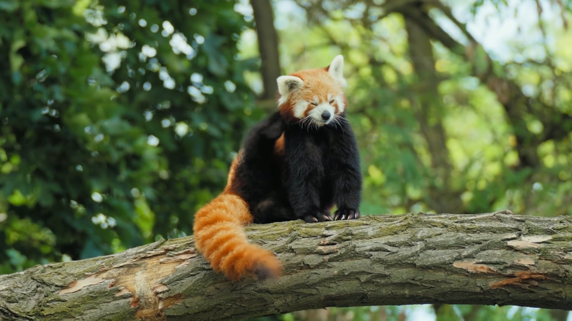 Rød panda: Tæt på den oprindelige panda, nu truet