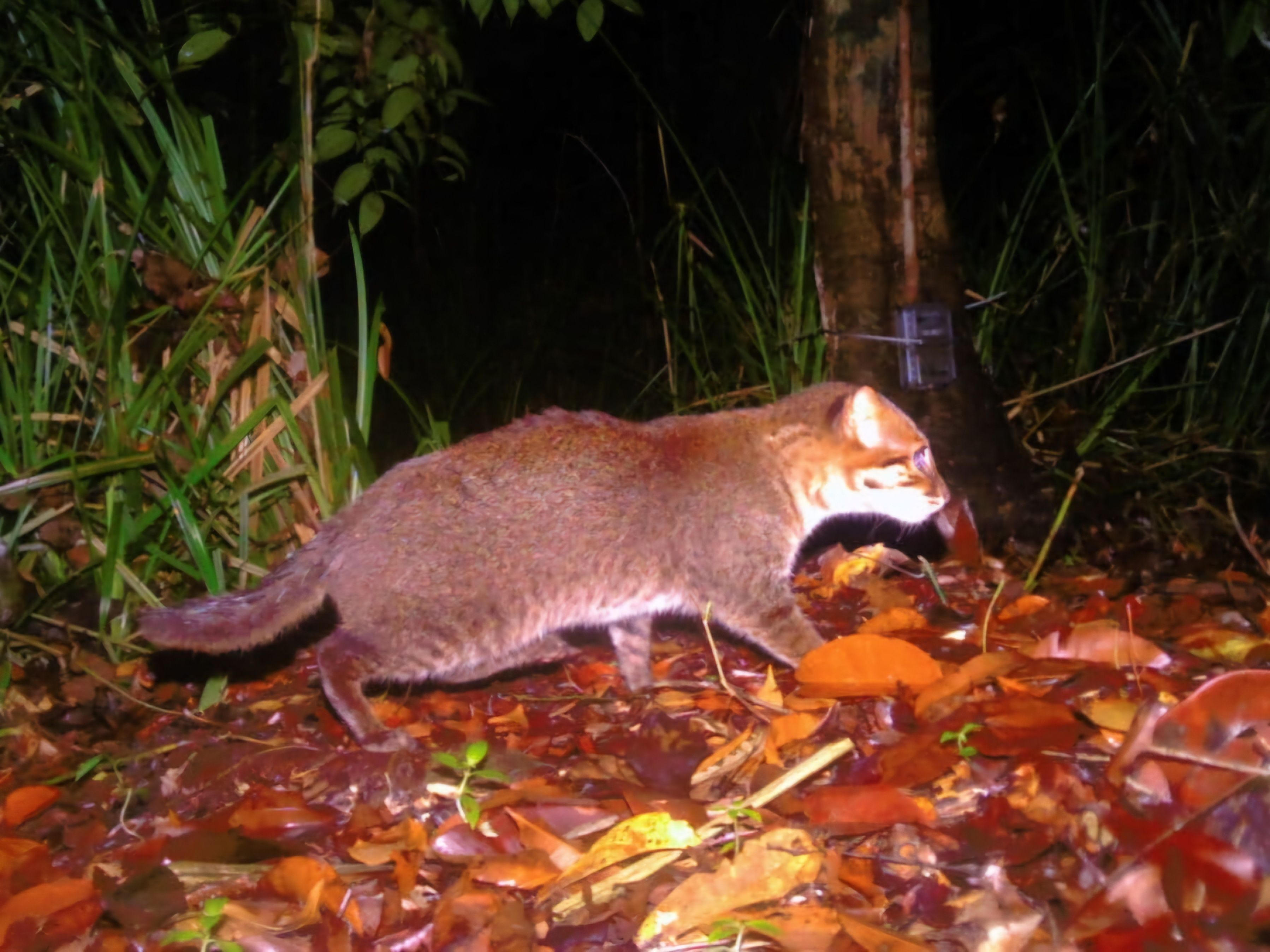 30 tahun menghilang, kucing paling langka di dunia tiba-tiba muncul di ...