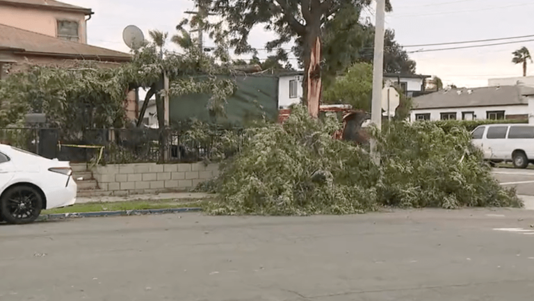 Man killed in City Heights tree collapse identified