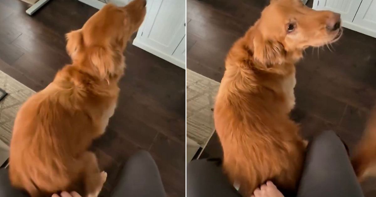 Video: Golden retriever uses 'grumpy stomps' to 'express himself'