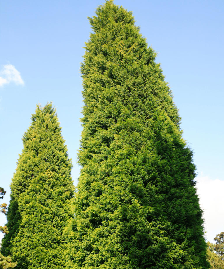Discover 7 Fast-Growing Conifers Give You Low-Maintenance Privacy Fast