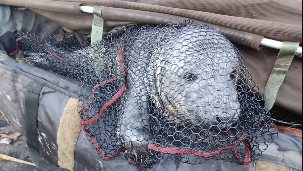 'Surprised' angler nets seal 20 miles up river