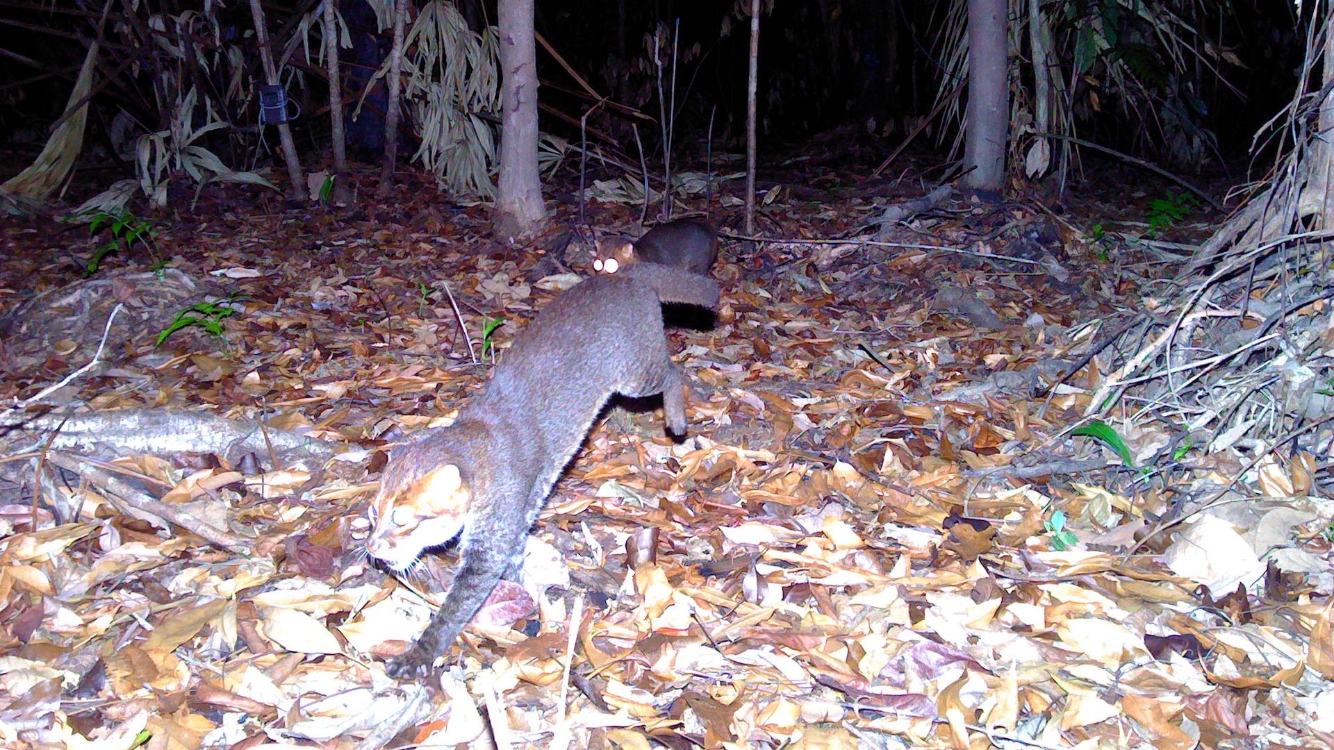 Flat-headed cat once seen as 'possibly extinct' seen for first time in ...