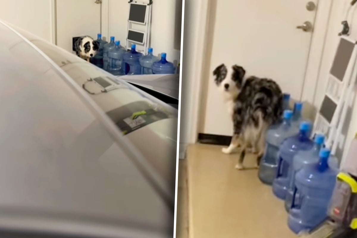 Dog tries to steal cat food: what happens when owners catch him ...