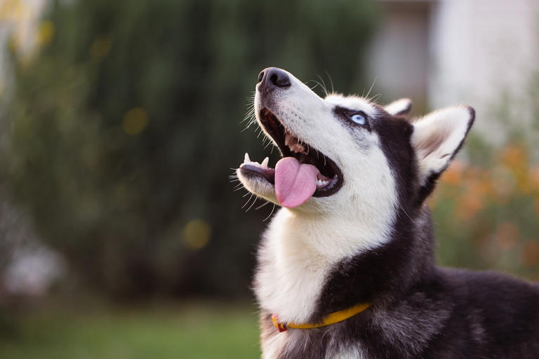 Handsome husky’s ‘bald spot’ has the world giggling