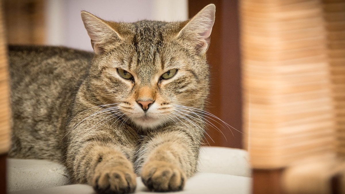 10 signs of love your cat gives you that you might not recognize