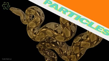 Can boa constrictors breathe while they constrict?