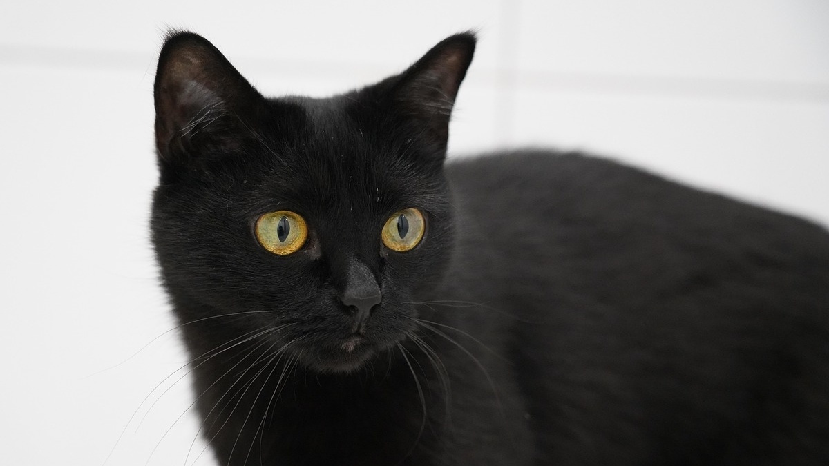 Tu gato está envejeciendo y esto es lo que nadie te dijo (y lo que él ...