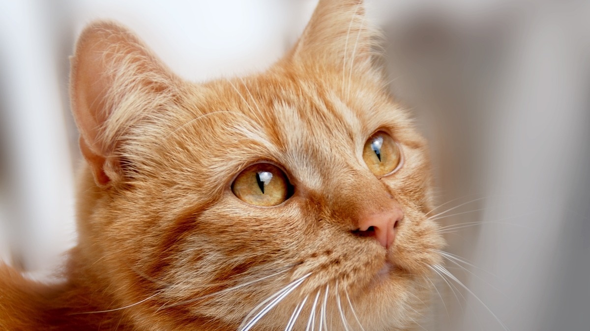 Tu gato está envejeciendo y esto es lo que nadie te dijo (y lo que él ...