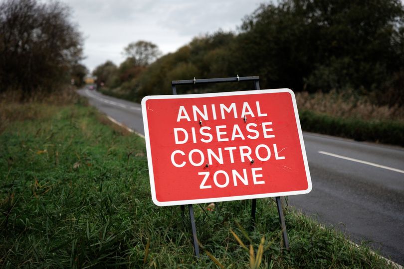 New avian flu outbreak confirmed in Midlands
