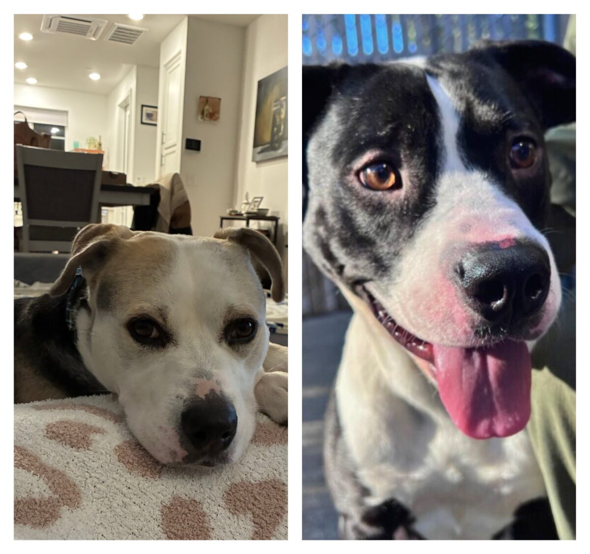 Home for the holidays: Meet the FAAS longtimers