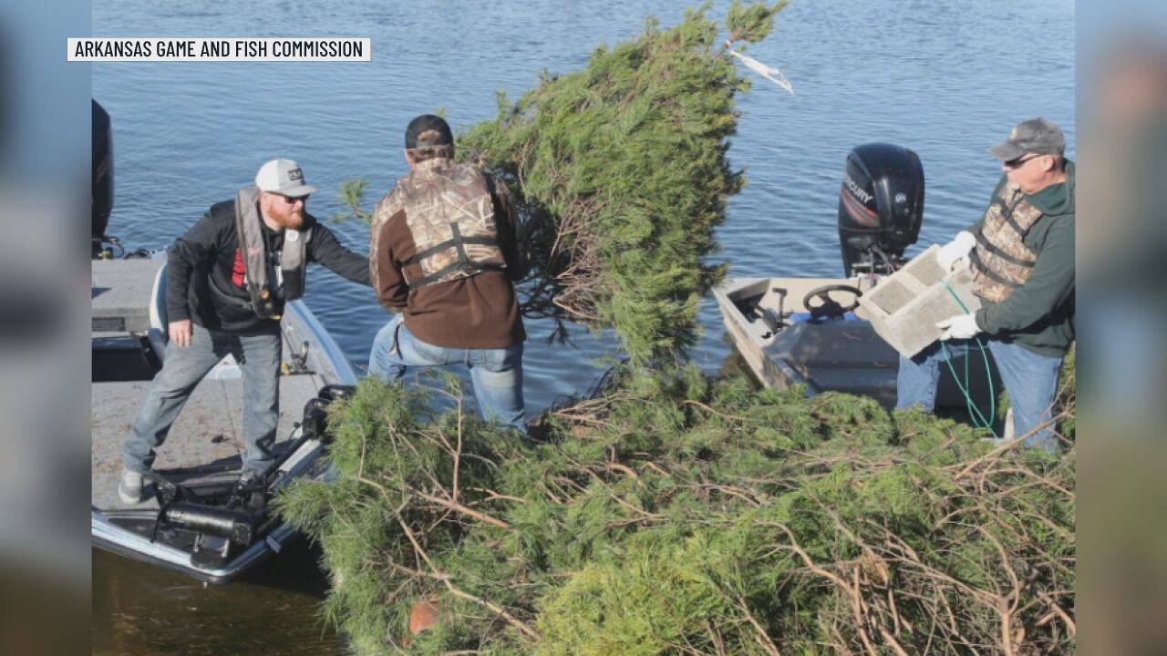 Arkansas Game and Fish turning Christmas trees into fish habitat