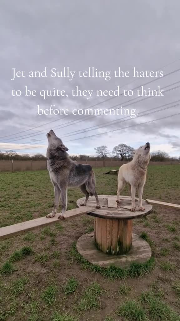 Jet and Sully call out online haters