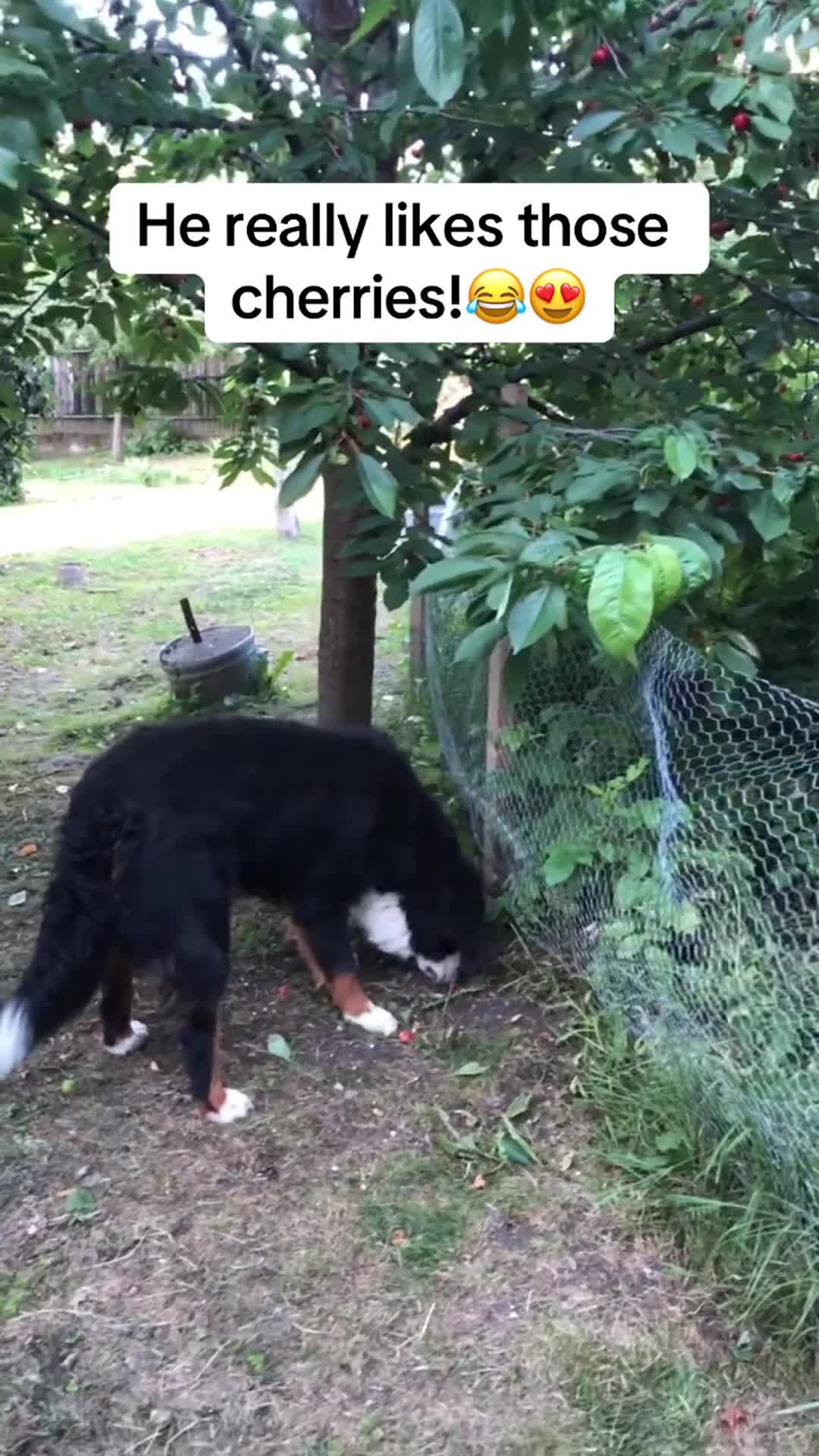 Bernese mountain dog puppy is picking cherries and eating them!