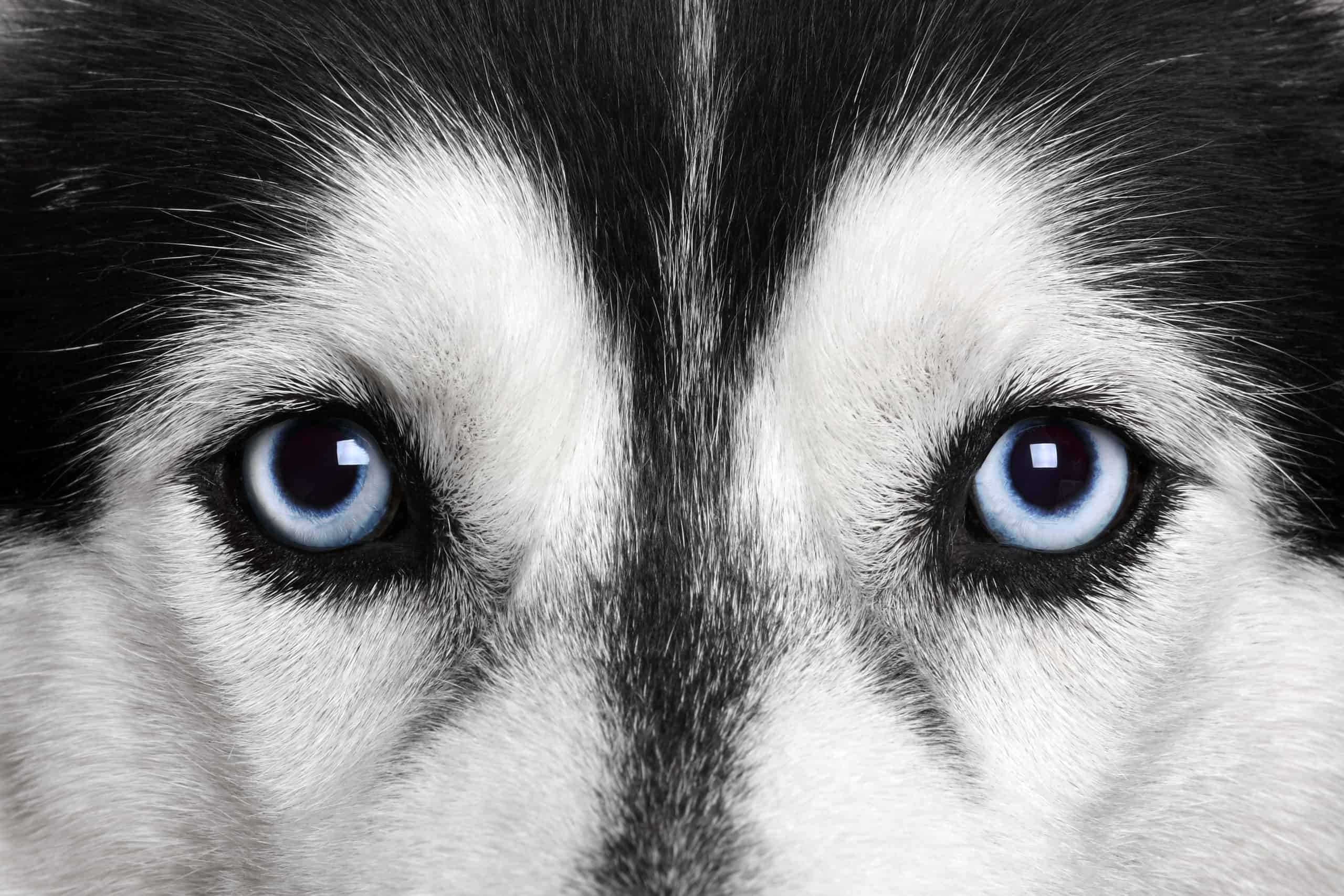 25 of the world’s most beautiful blue-eyed animals