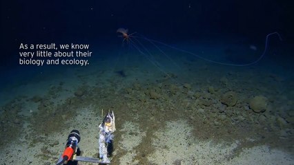 Bigfin squid: Magnapinna, spotted in Tonga Trench