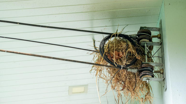 8 Types Of Bird's Nests You Should Never Remove From Your Yard