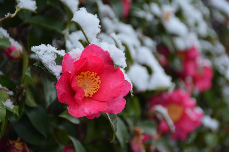 Est-ce que le camélia craint le froid ? Voici jusqu’à quelle ...