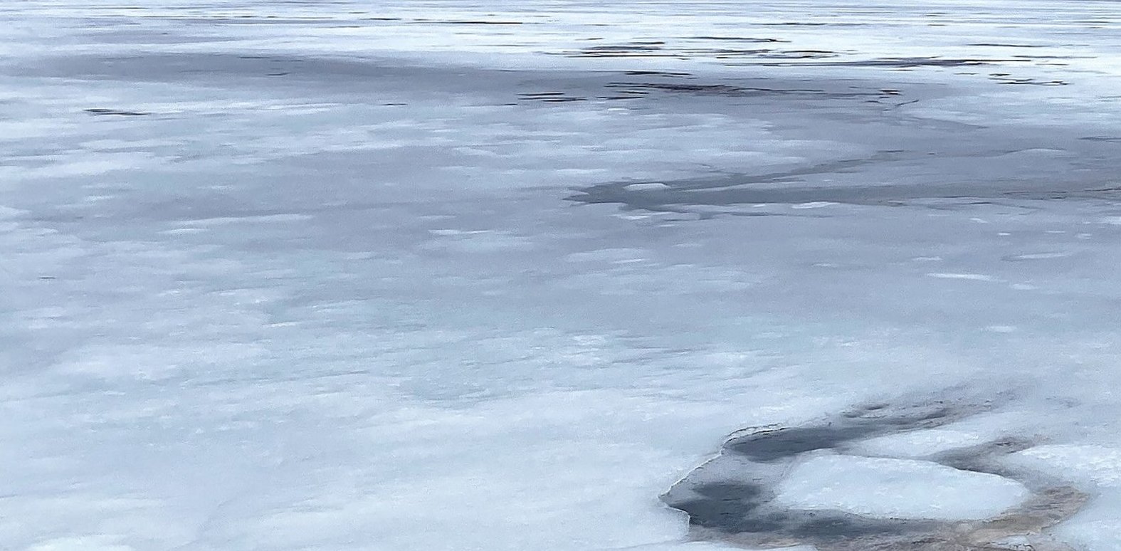 Encuentran aves decapitadas abandonadas en Dedham