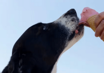 Can eating dog waste also cause rabies? Learn how this dangerous ...