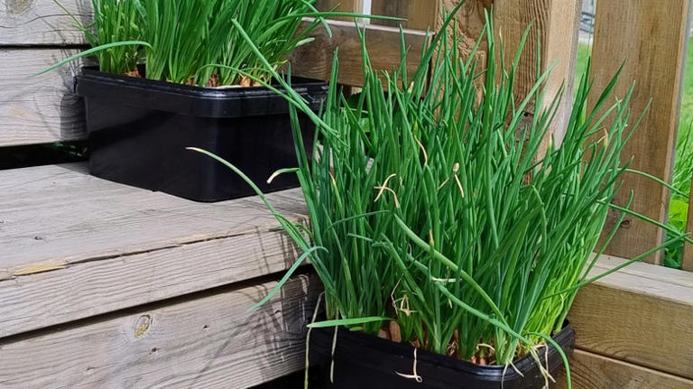 How to overwinter chive plants so they come back healthy in spring
