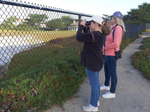 Monterey Peninsula’s seal team: ‘The Jane Goodalls of harbor seals’