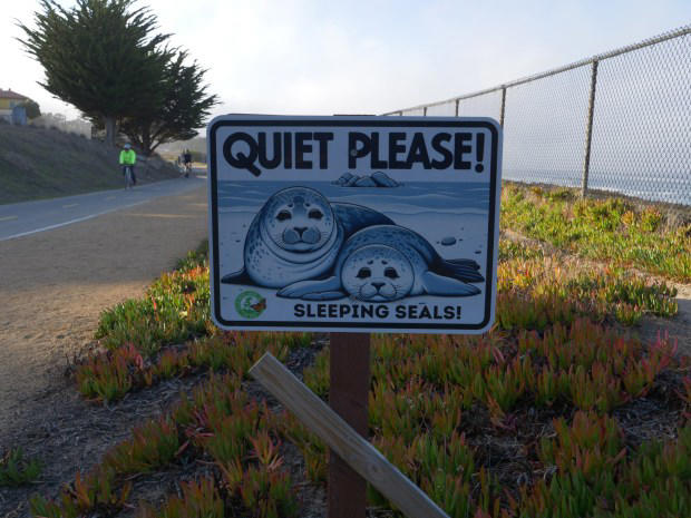 Monterey Peninsula’s seal team: ‘The Jane Goodalls of harbor seals’