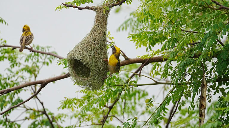 8 Types Of Bird's Nests You Should Never Remove From Your Yard