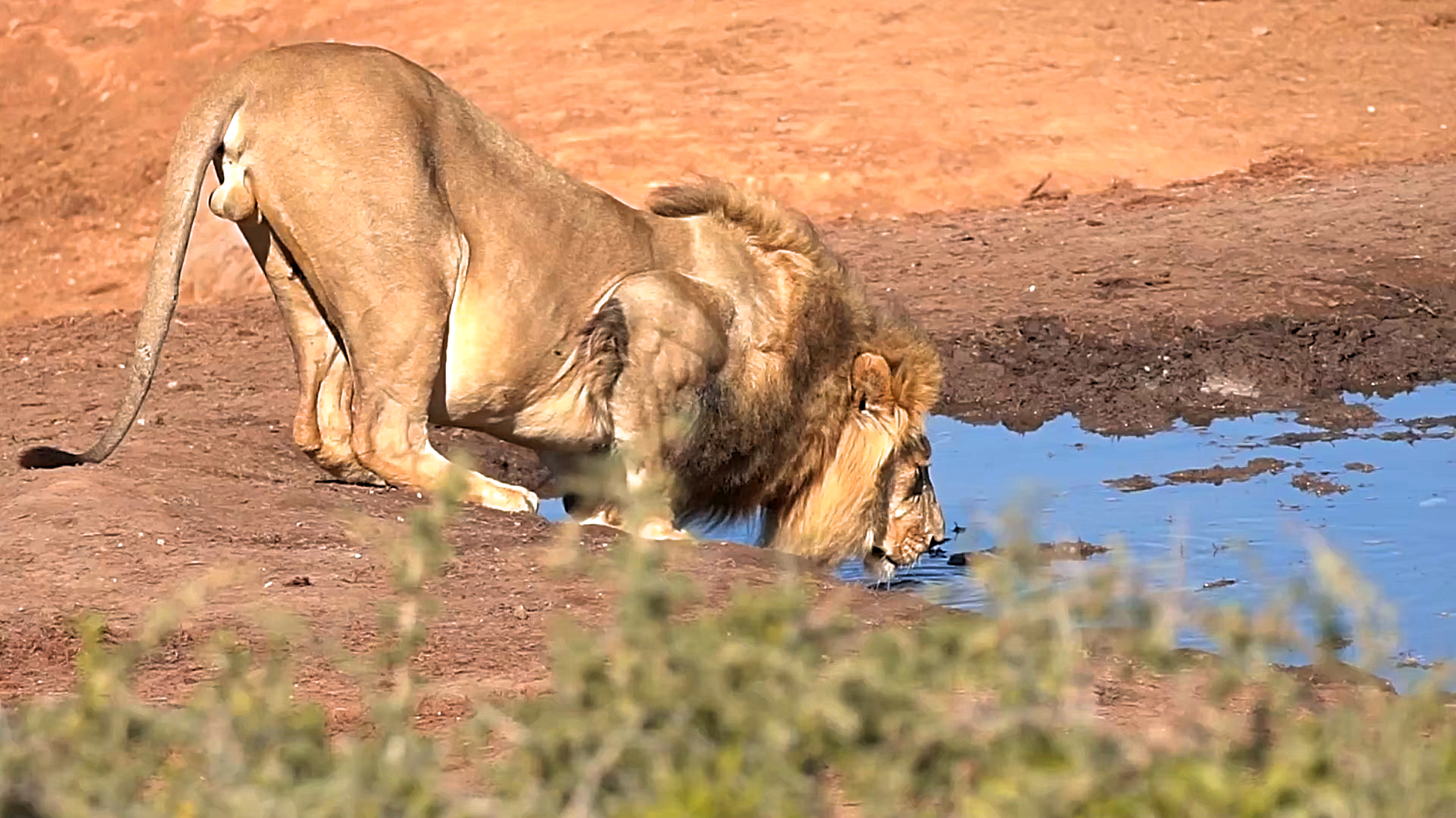 I hid a camera by the lake and spotted a rare sight with a lion