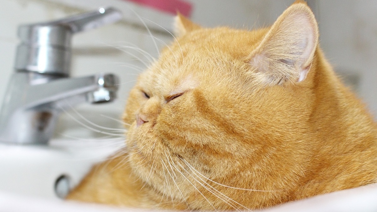 Esto explica por qué los gatos naranjas son tan diferentes, según la ...