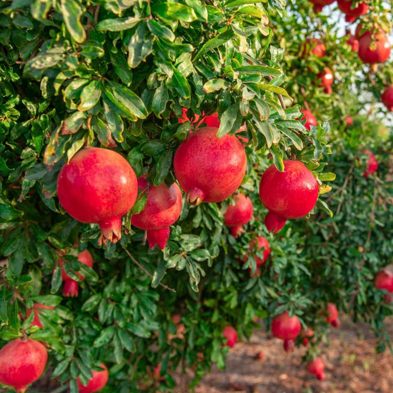 How to plant pomegranate trees and enjoy fruit for decades