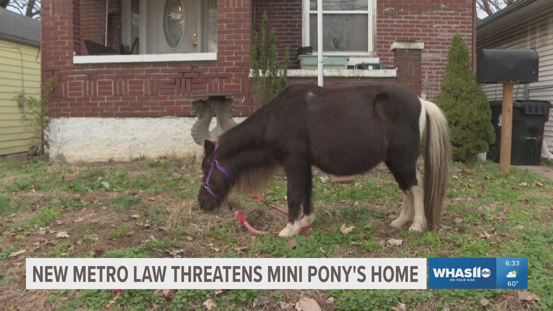 Germantown miniature pony owner fights to keep her pet