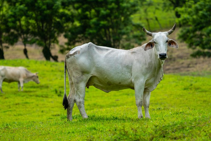 12 of the most valuable animals in the world