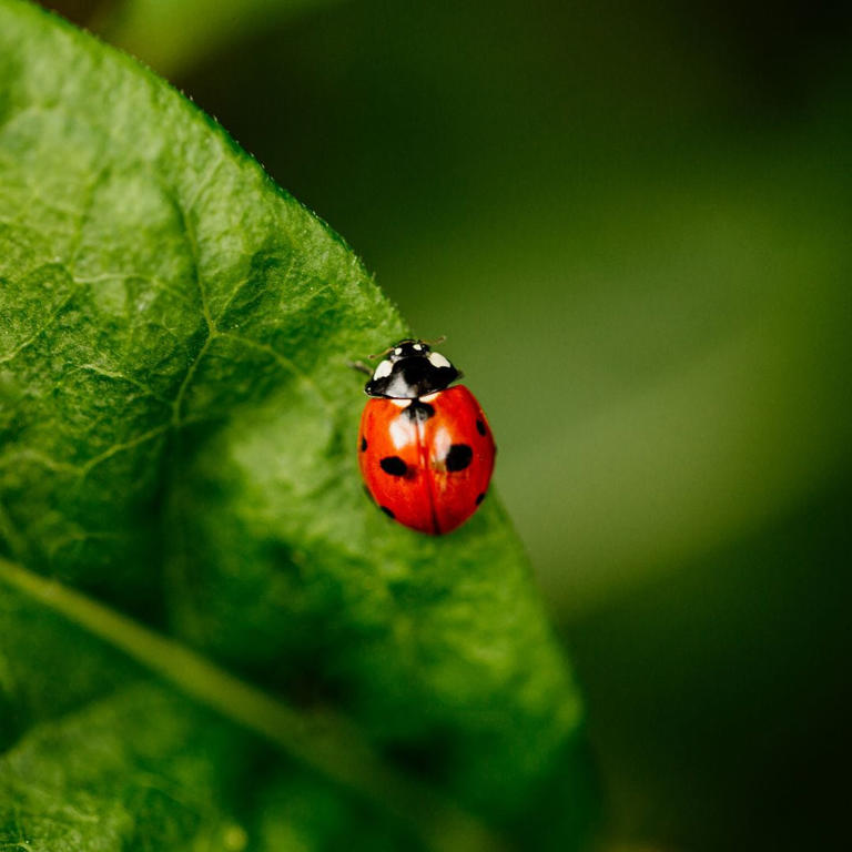 How to plant pomegranate trees and enjoy fruit for decades
