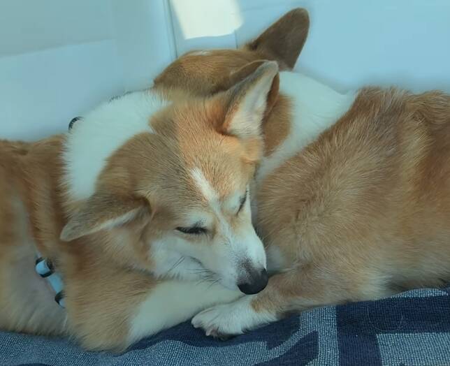 Grumpy corgi comforts sick little brother for first time after trip to vet
