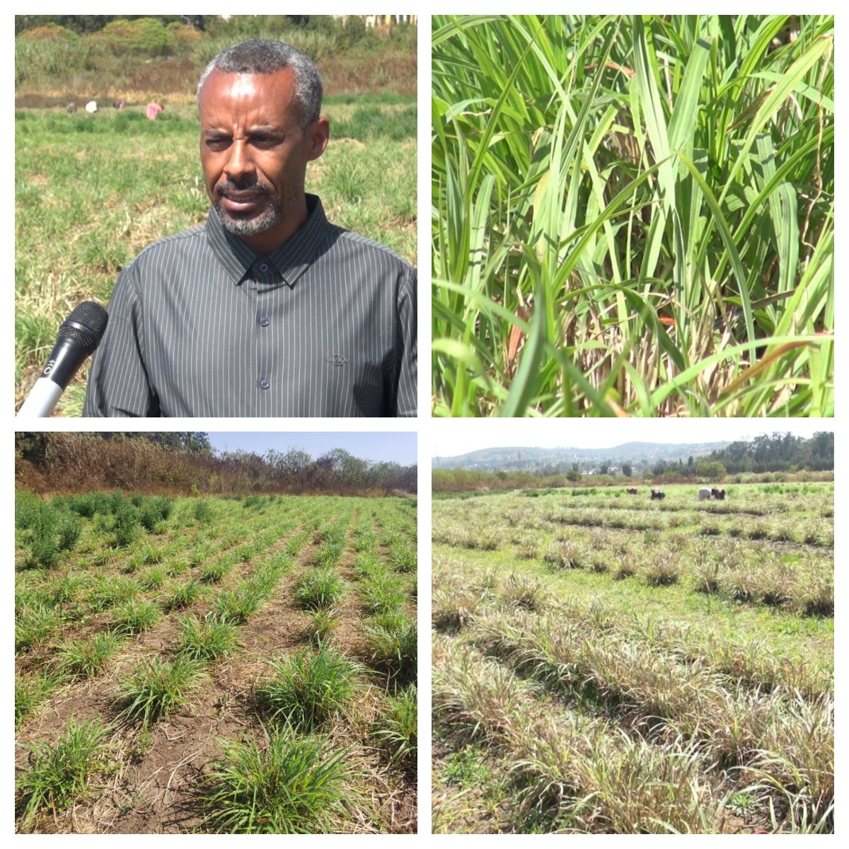 Haramaya University researchers develop drought-resistant animal fodder