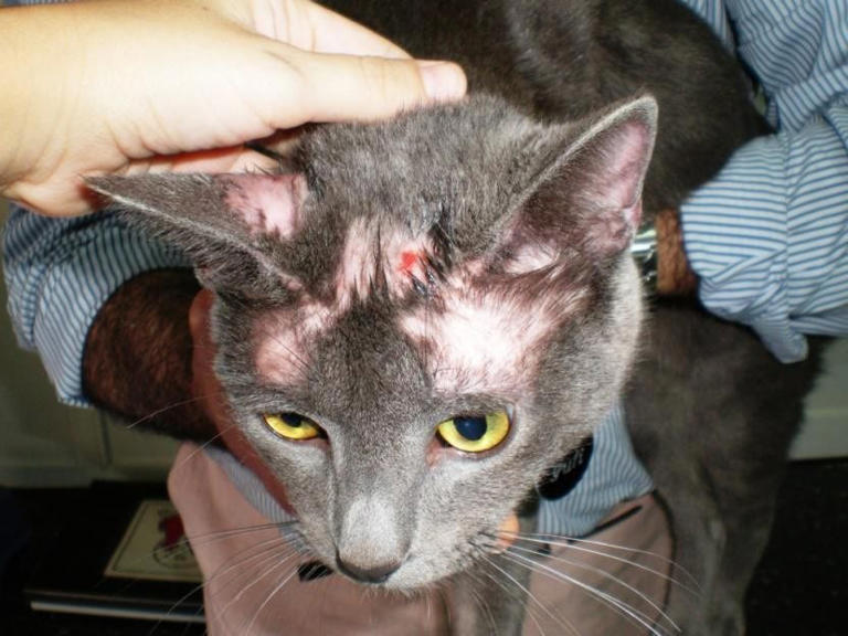Cómo cuidar a un gato con sarna: síntomas, tratamiento y limpieza del hogar