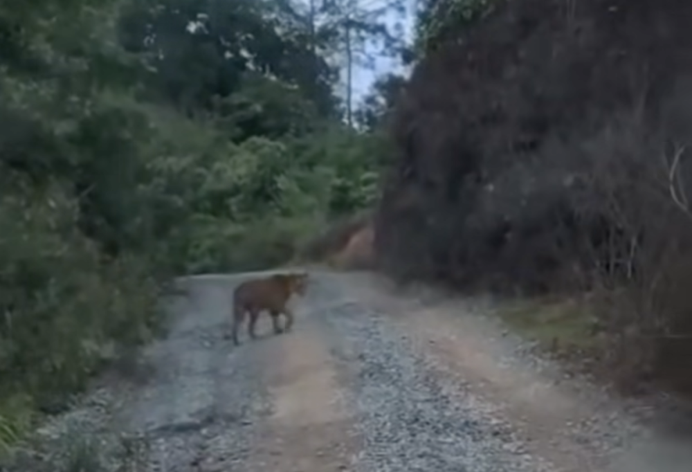 Tiger strikes again in Jerantut, killing pregnant cow