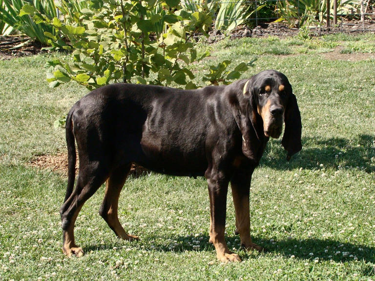 Coonhound: variedades, carácter, cuidados y salud de este sabueso americano